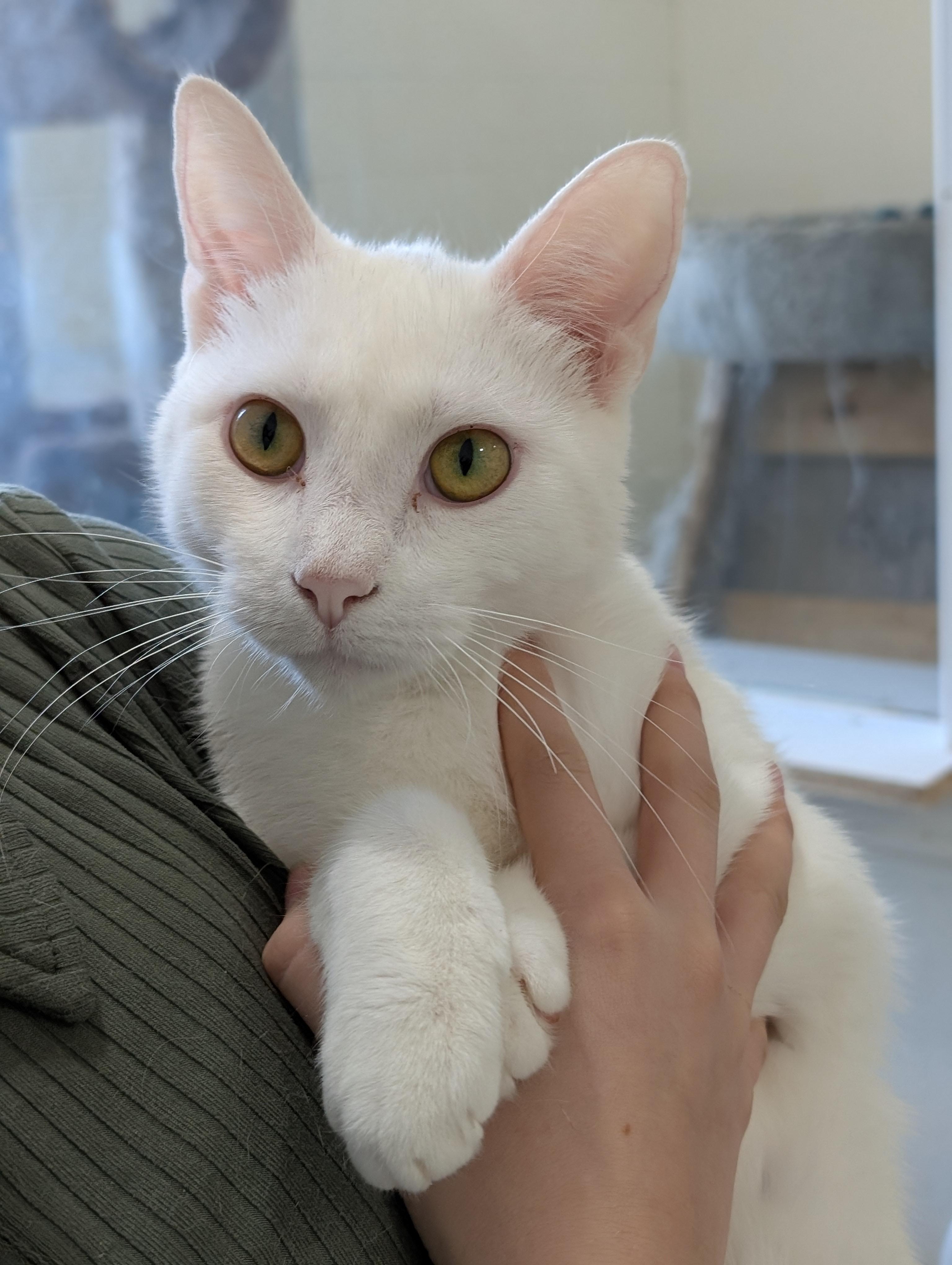 Cat for adoption - Cirrus, a Domestic Short Hair in Tilton, IL | Petfinder