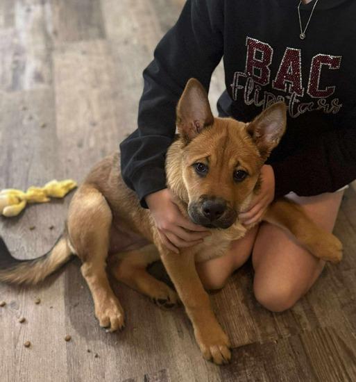 Dog for adoption - Rosie, a Rottweiler Mix in Polk, OH | Petfinder