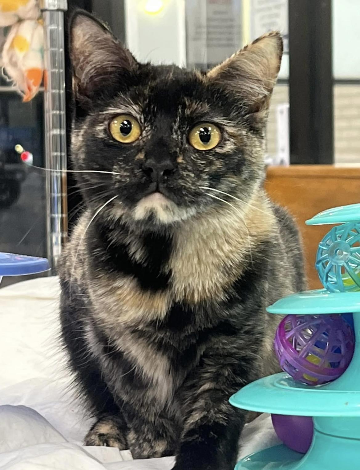 Juliet - Adoptable Pet | Petfinder | Petfinder