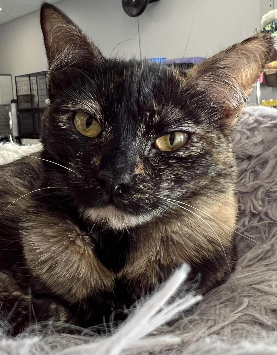 Juliet - Adoptable Pet | Petfinder | Petfinder