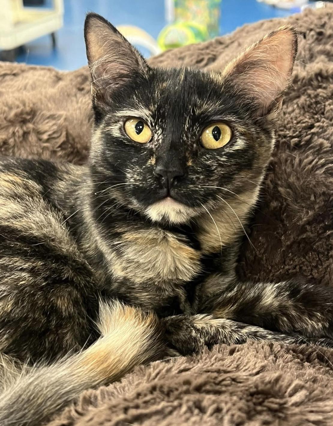 Juliet - Adoptable Pet | Petfinder | Petfinder