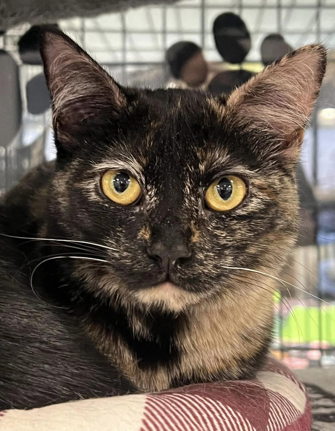 Juliet - Adoptable Pet | Petfinder | Petfinder