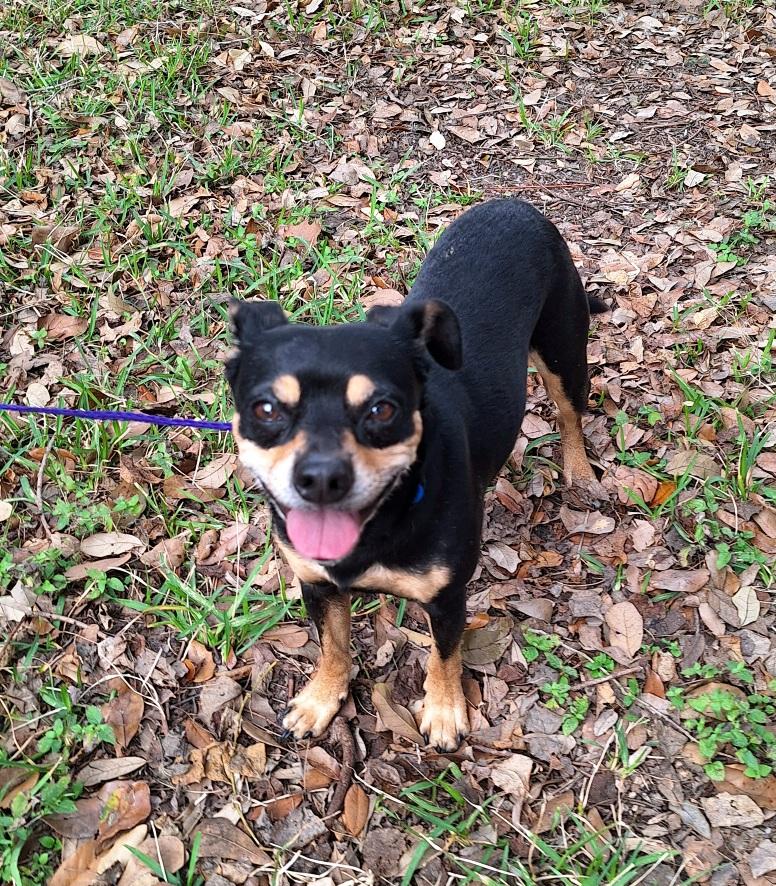 Dog for adoption - Lamberto WA13712-T LOCAL Adoption Event in Bellevue ...