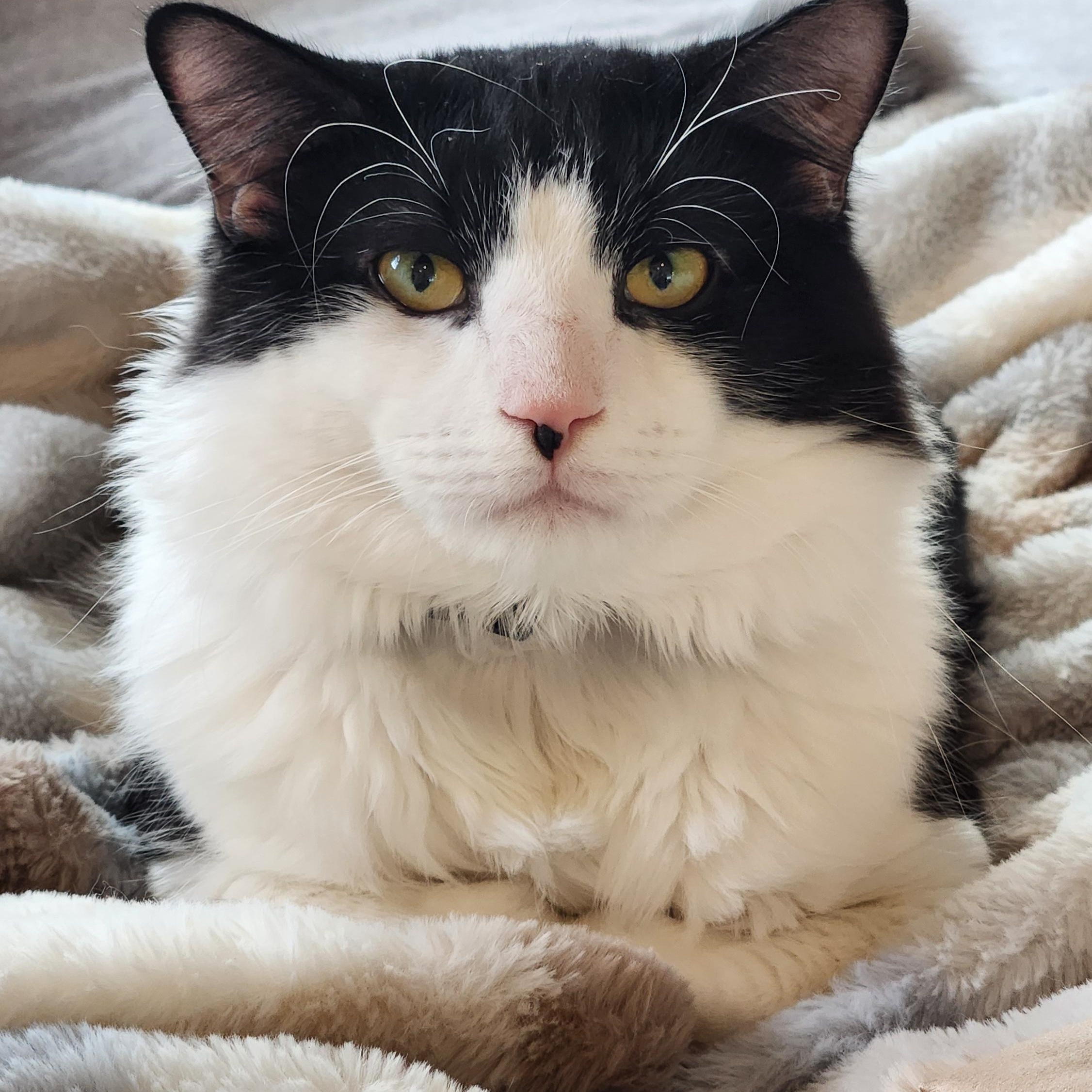 Cat for adoption - Fester, a Domestic Long Hair in Philadelphia, PA ...