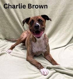 Dog for adoption - Charlie Brown, a Boxer Mix in Pleasantville, NJ ...