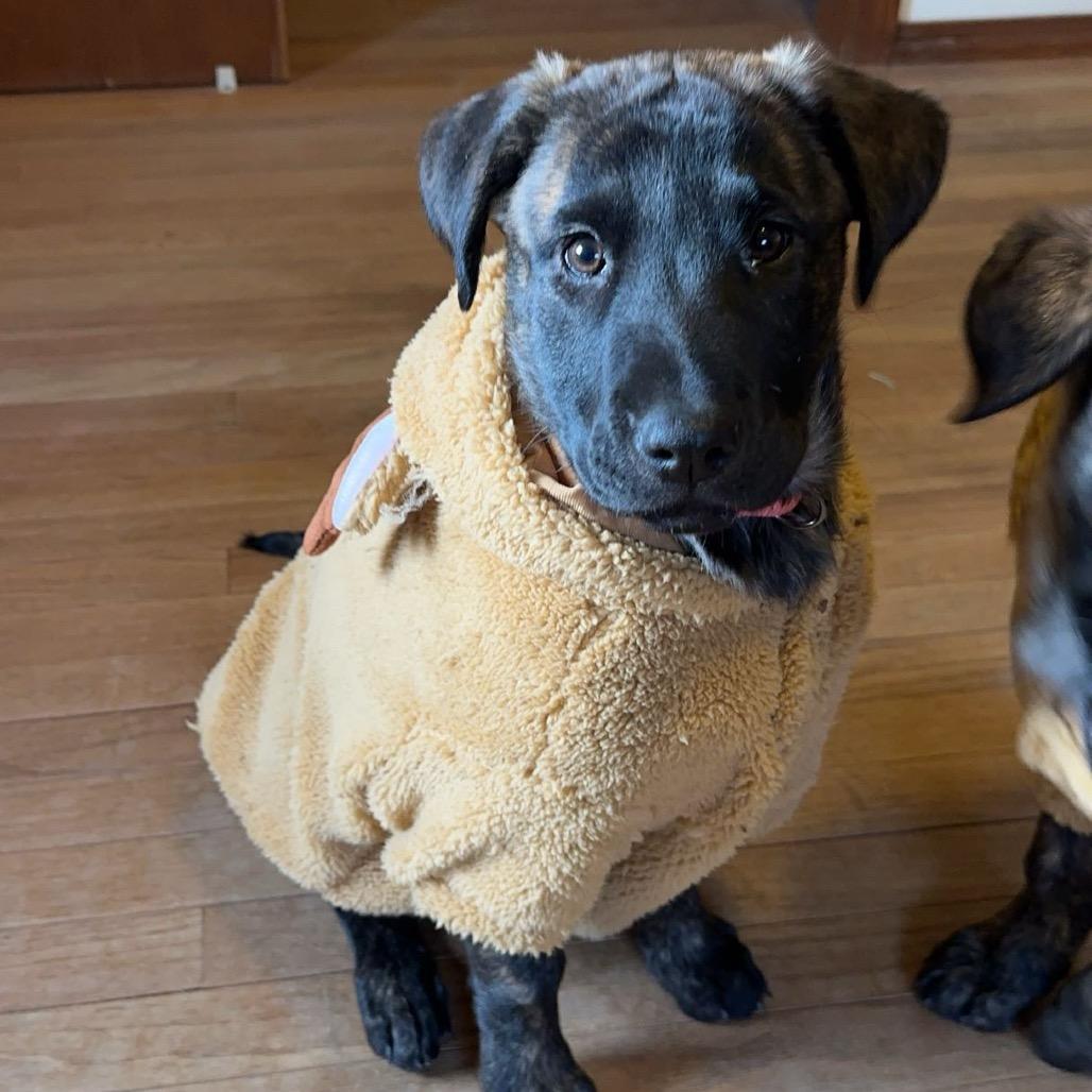 Dog for adoption - Kelo, a Shepherd Mix in Columbia, MO | Petfinder