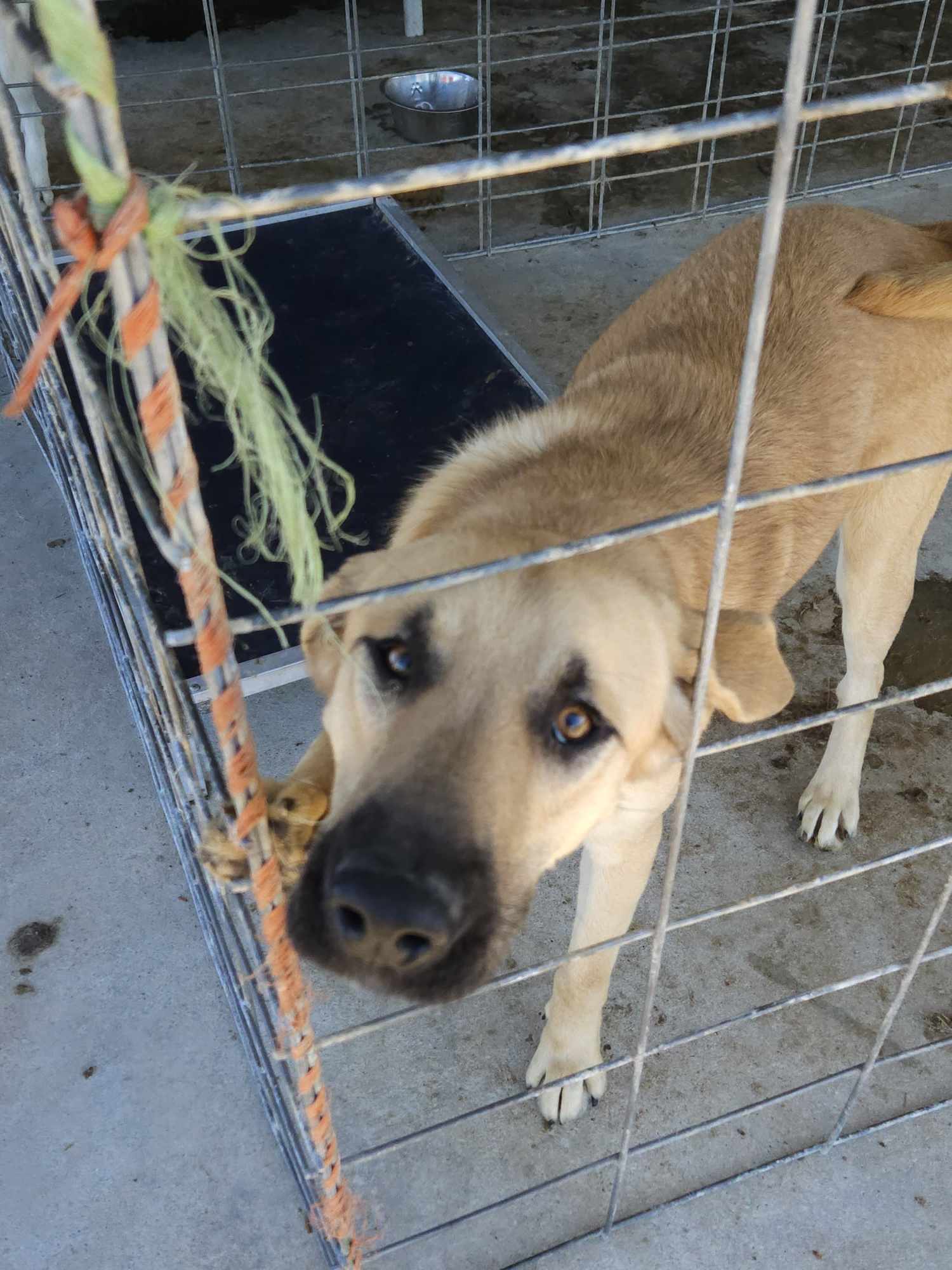 Dog for adoption - Andro, an Anatolian Shepherd & Labrador Retriever ...