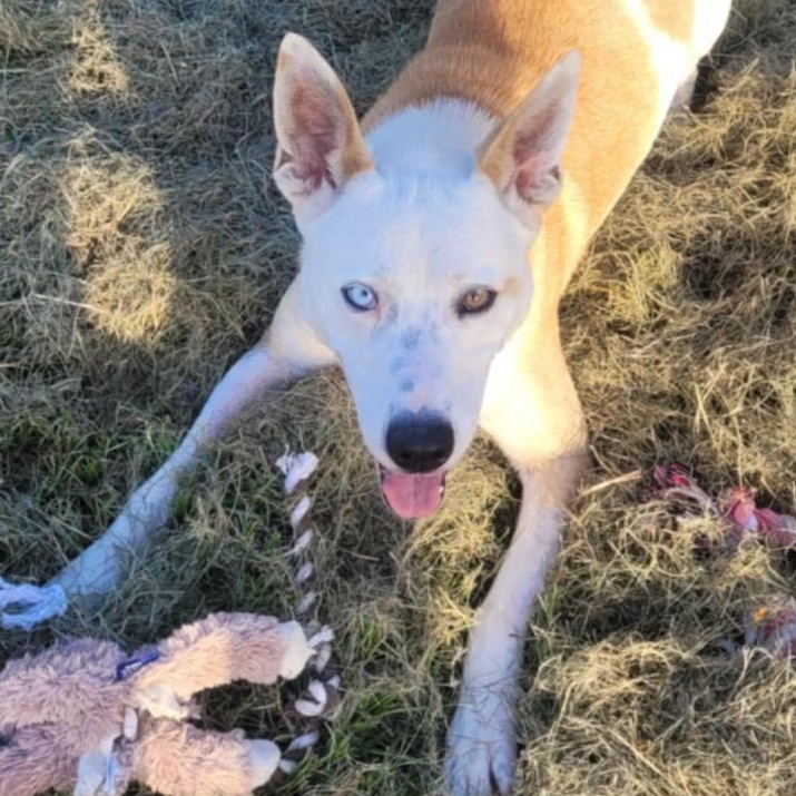 Dog for adoption - Luna, a Husky & Spitz Mix in Hagerstown , MD | Petfinder