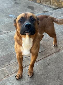 Dog for adoption - Rusty, a Black Mouth Cur & Shepherd Mix in Benton ...