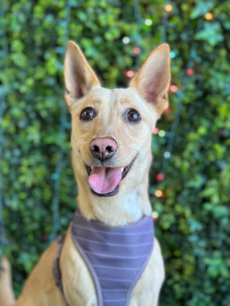 Dog for adoption - Fifi, a Carolina Dog & Chihuahua Mix in Petaluma, CA ...
