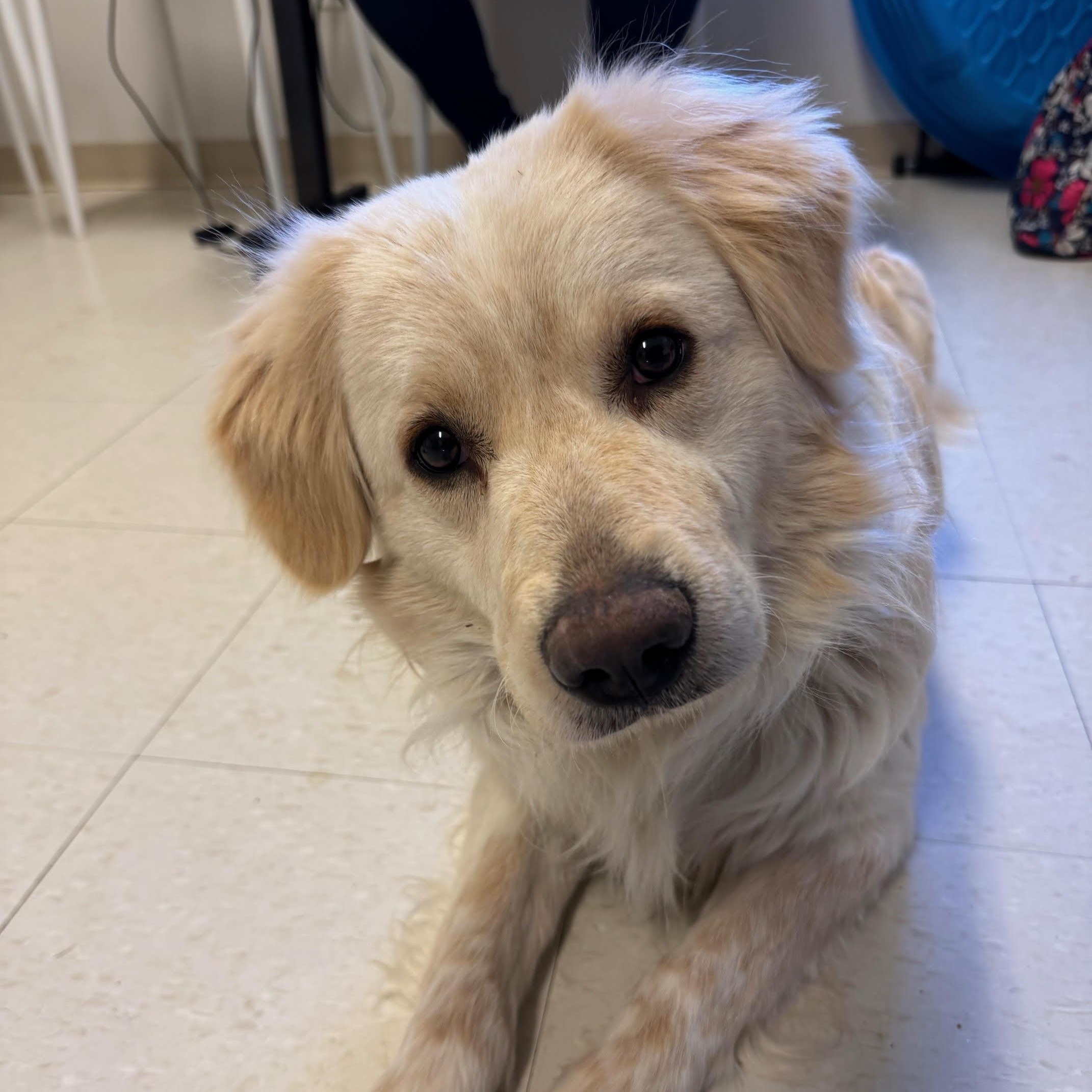 Dog for adoption - Colt, a Golden Retriever Mix in West Jefferson, OH ...