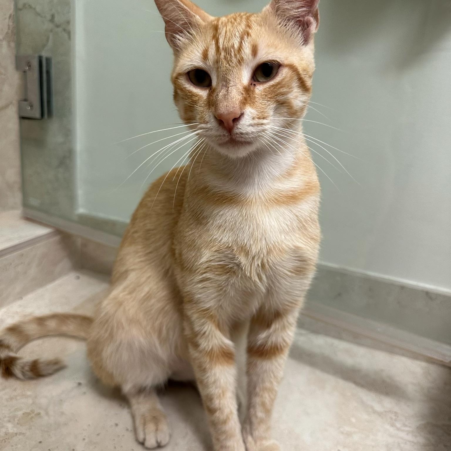 Cat for adoption - Axel, a Domestic Short Hair in Warwick, RI | Petfinder