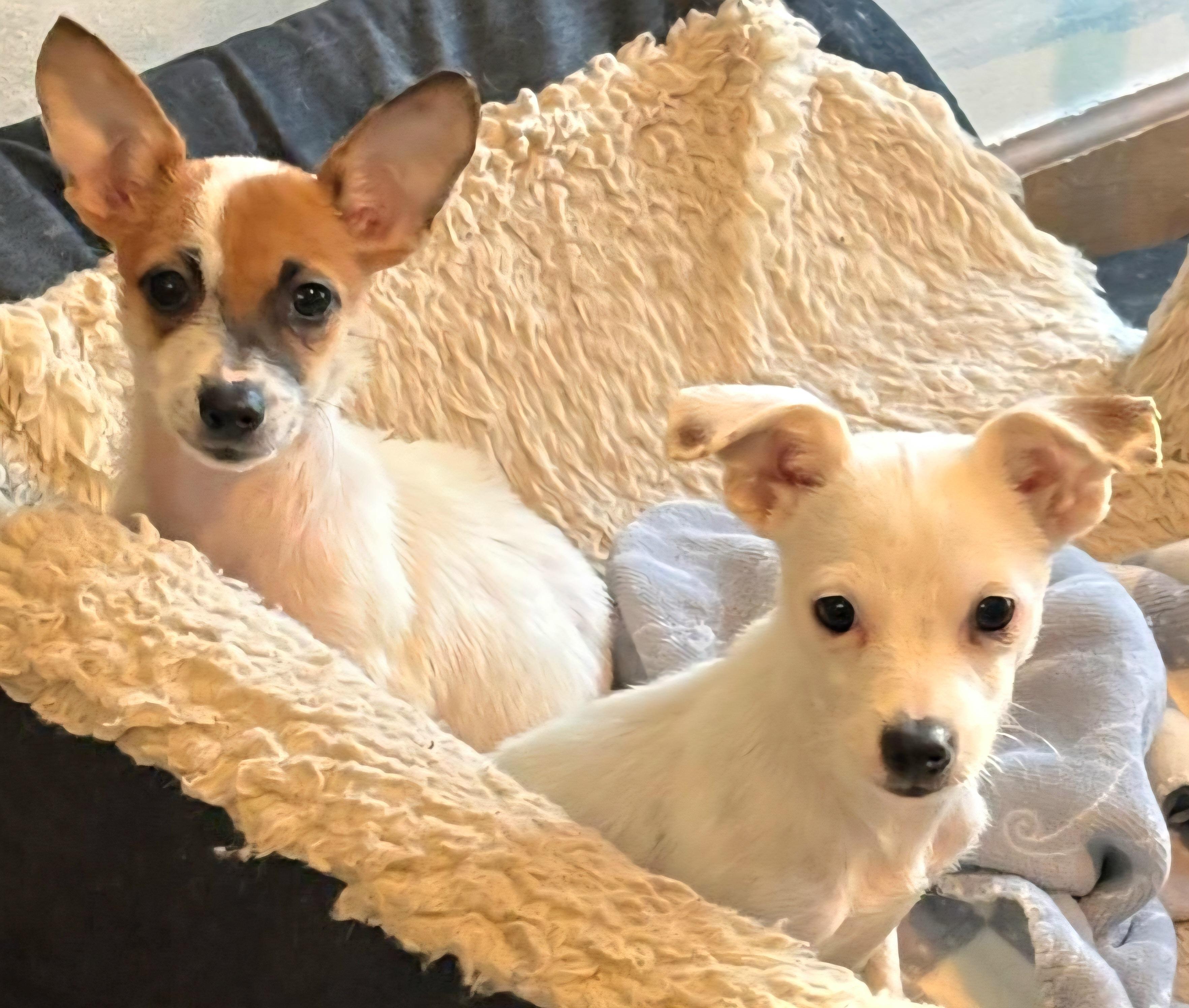Dog for adoption - WINNIE *Bonded with MINNIE* In NY, a Chihuahua in ...