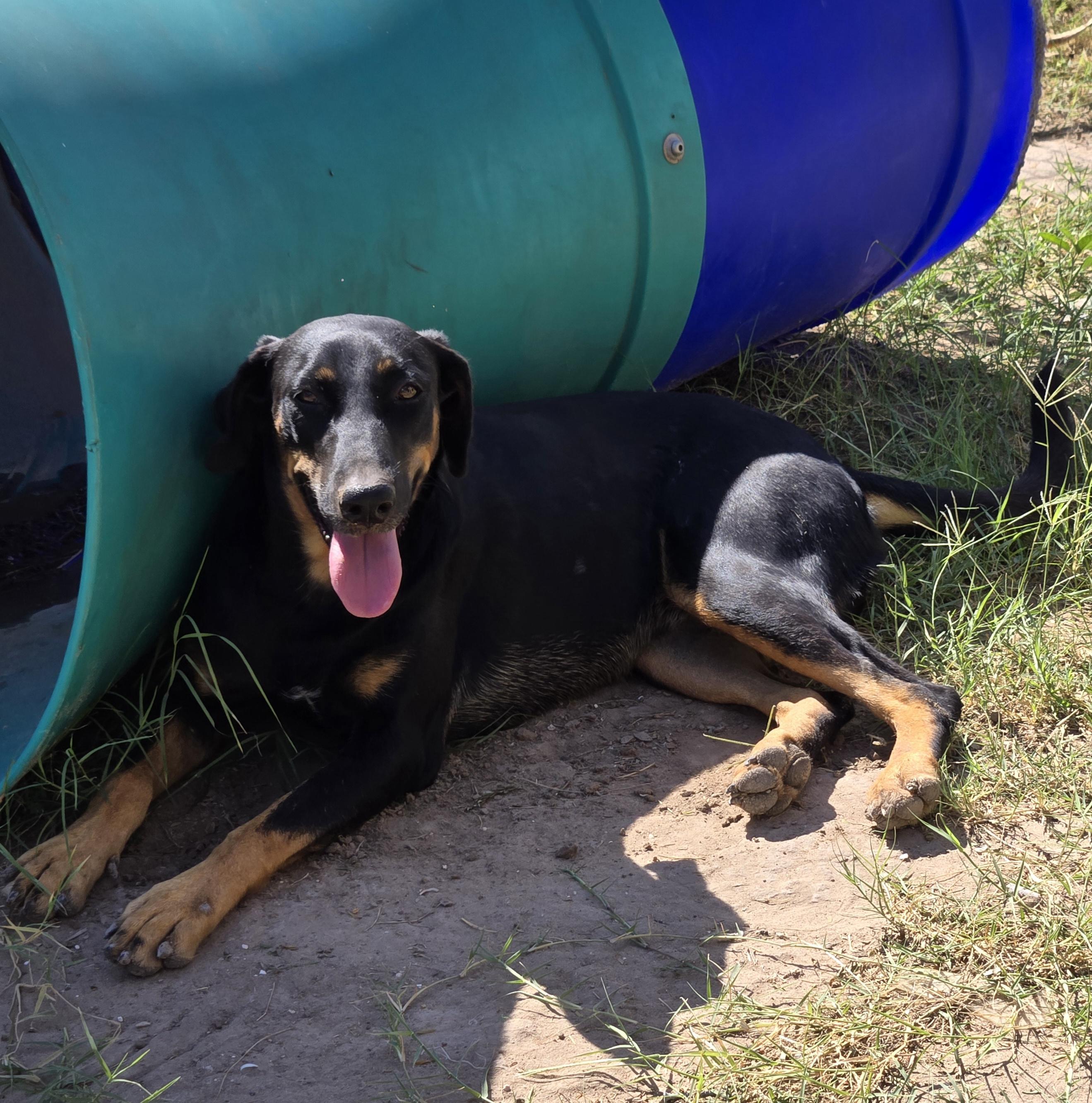 Dog for adoption - Tori, a Doberman Pinscher Mix in Gainesville , VA ...