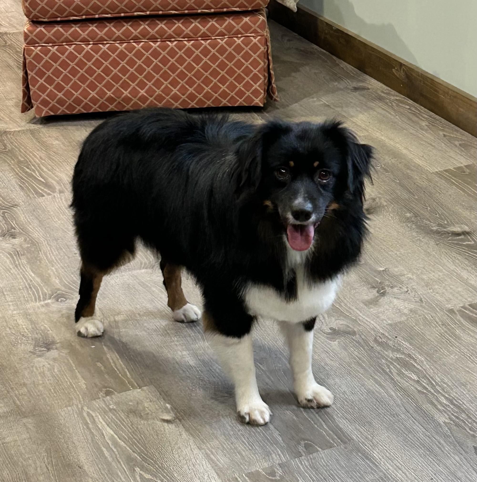 Dog for adoption - Trevor, an Australian Shepherd in Farmington, CT ...