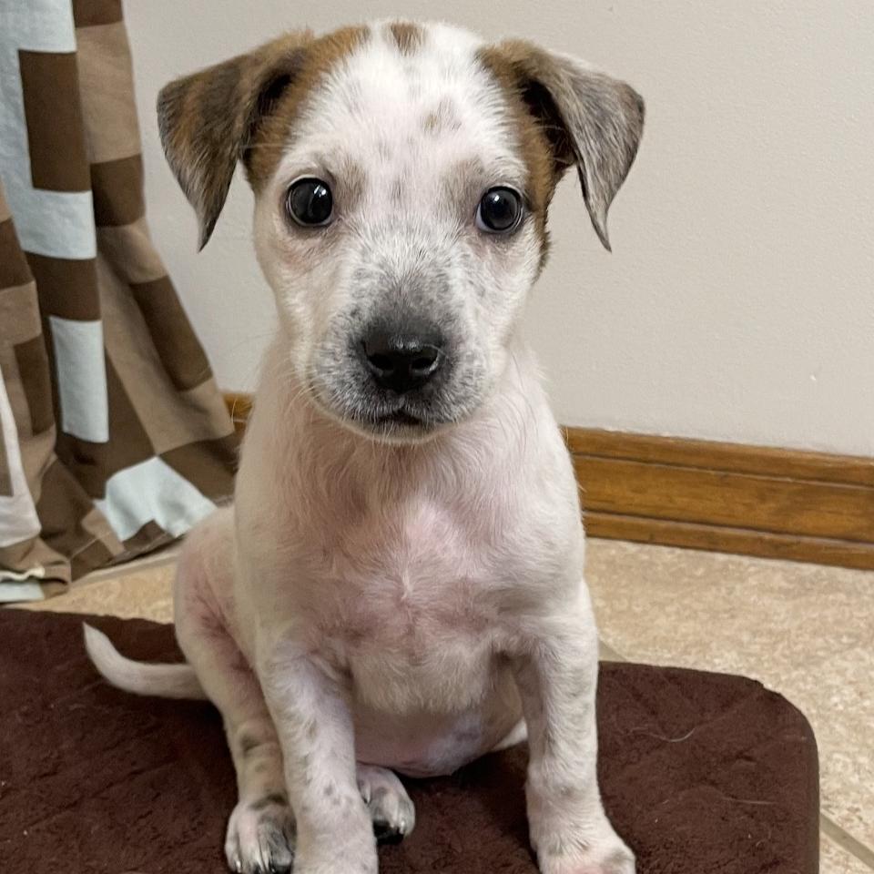 Dog for adoption - Bogey, a Mixed Breed in Normal, IL | Petfinder