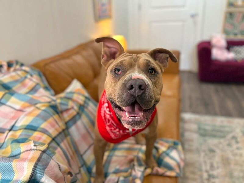 Dog for adoption - Toby Wiggles with Joy, an American Staffordshire Terrier & Pit Bull Terrier ...