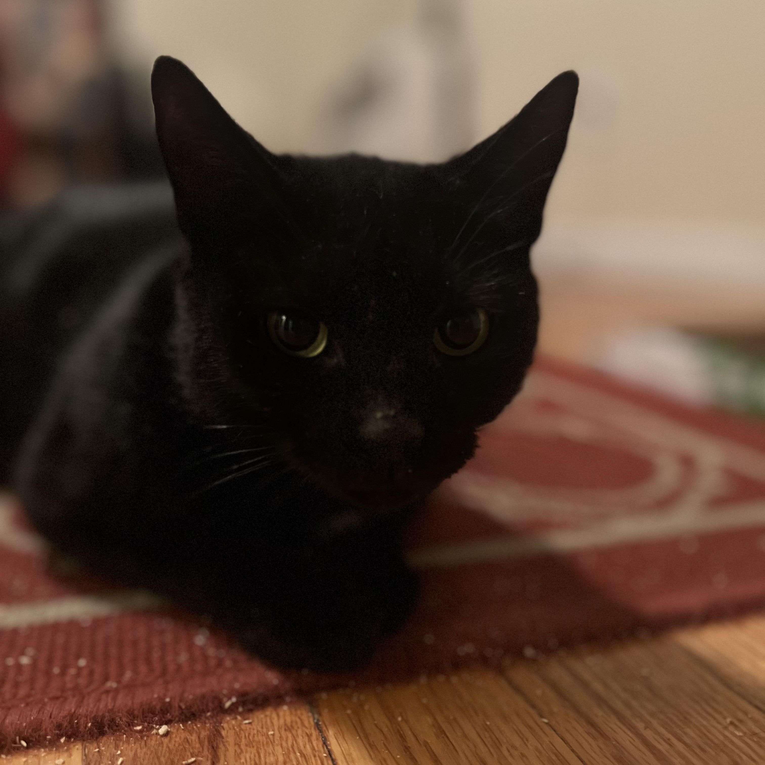 Cat Adoption in Bronx NY - Bronx Tails