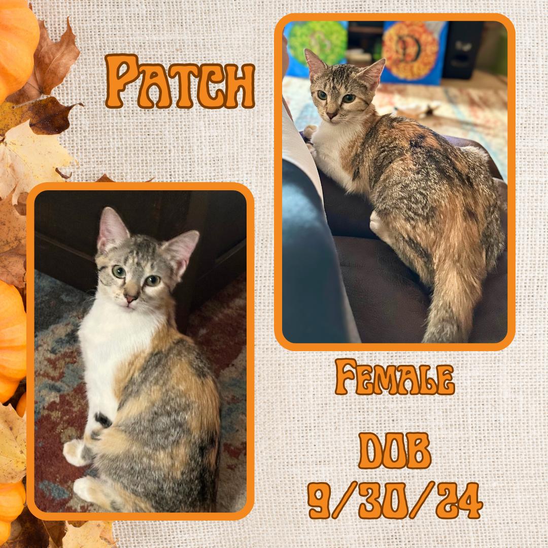 Cat for adoption - Patch, a Domestic Short Hair Mix in Bedminster, NJ ...