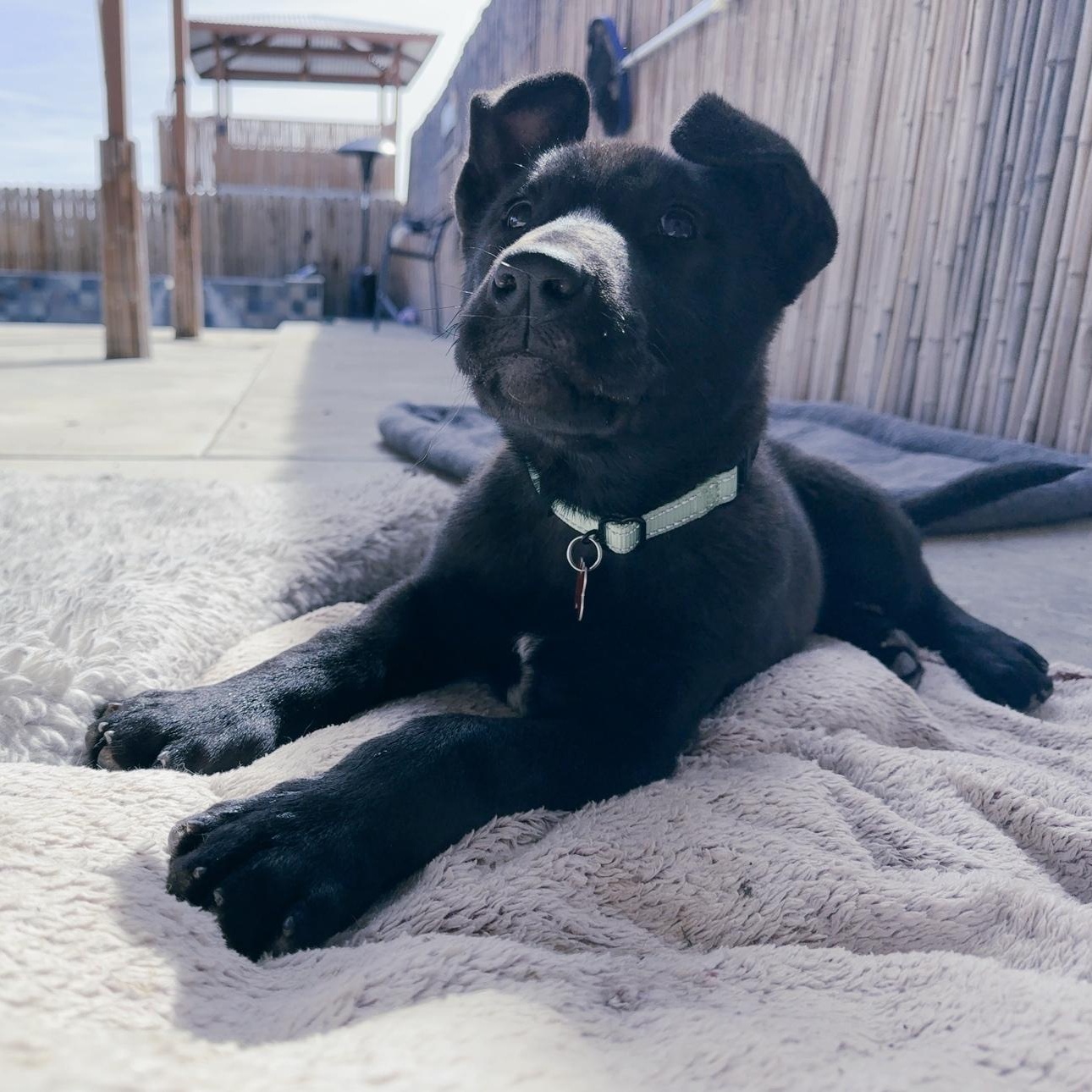 Dog for adoption - Jack, a Black Labrador Retriever & Dutch Shepherd ...