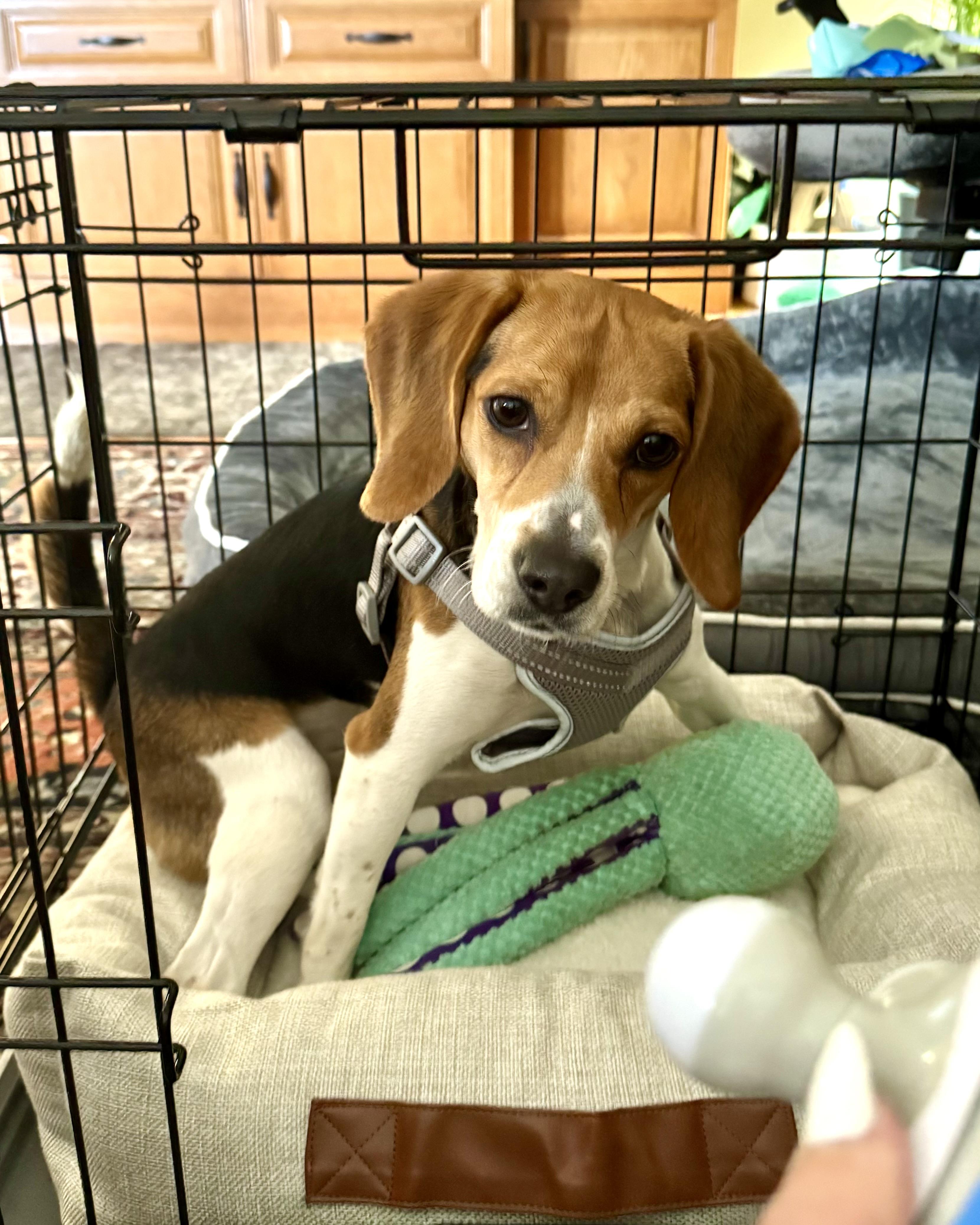 Dog for adoption - Bella, a Beagle in Thousand Oaks, CA | Petfinder