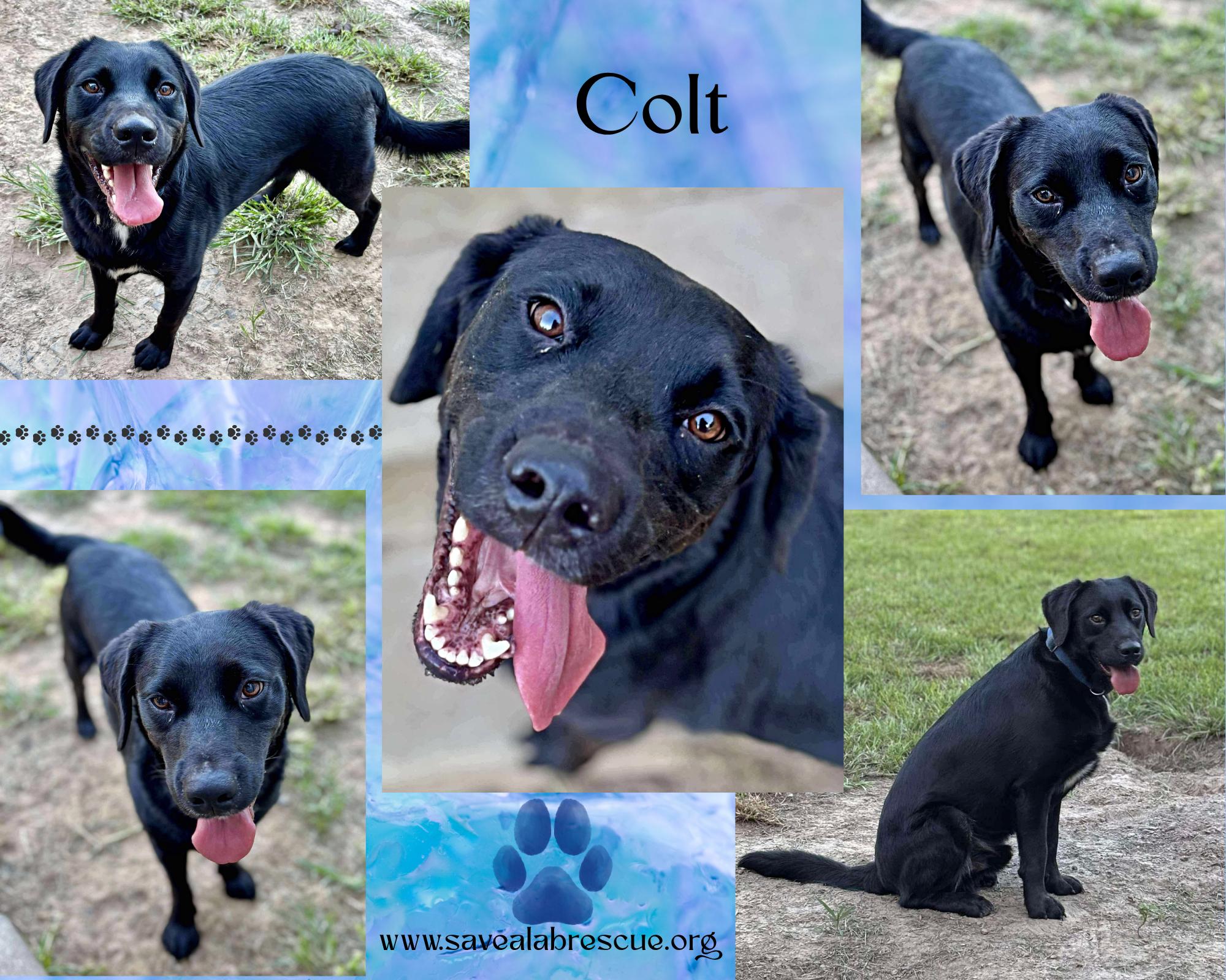 Dog for adoption - Colt, a Labrador Retriever & Black Labrador ...