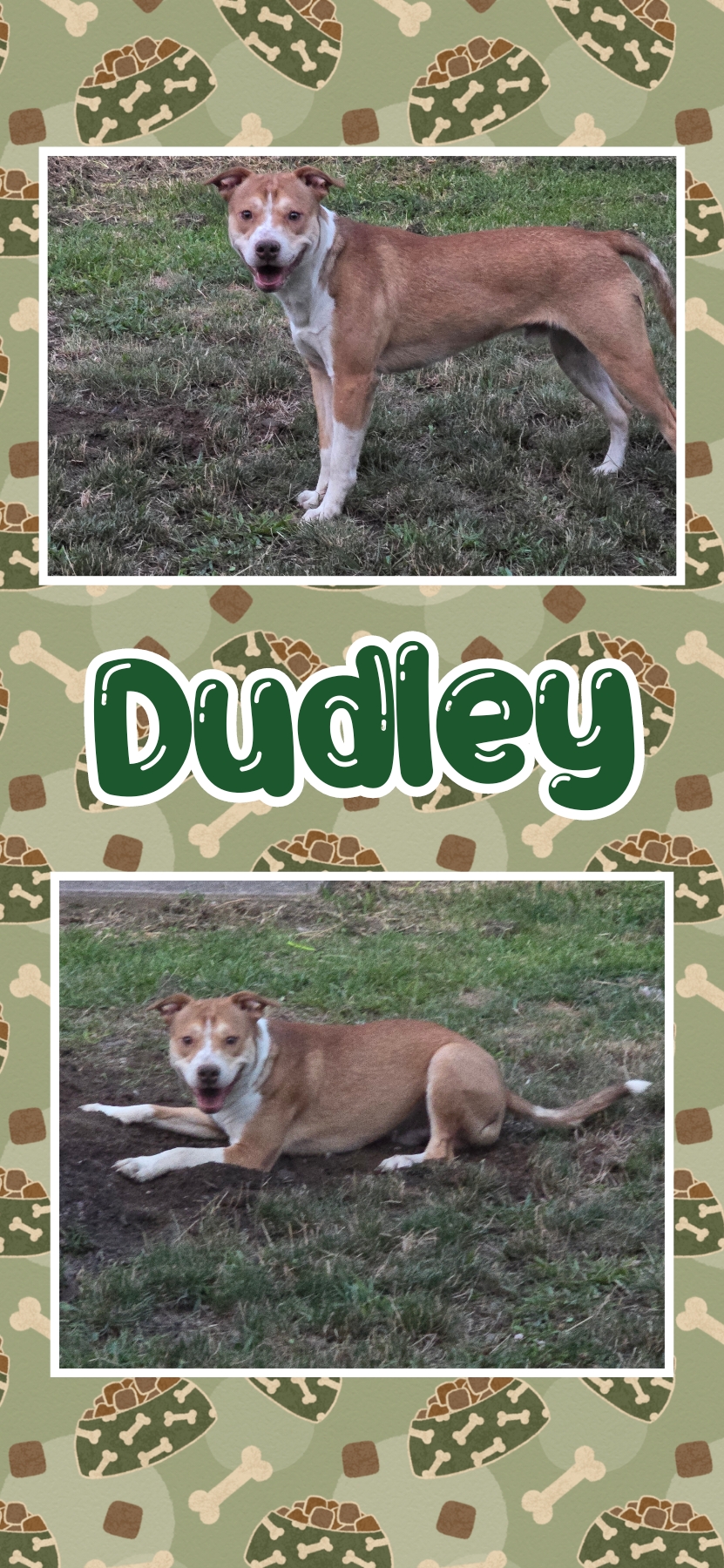 Dog for adoption - DUDLEY, a Pit Bull Terrier & Labrador Retriever Mix ...