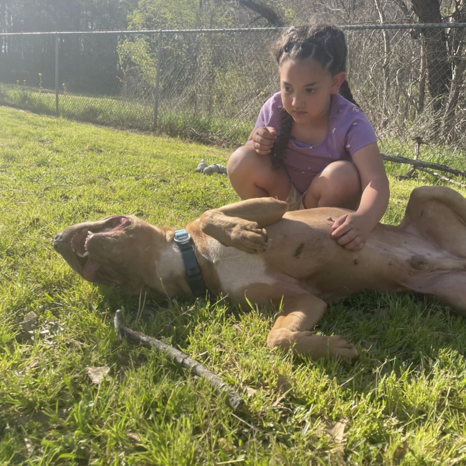 Dog for adoption - Baller, a Pit Bull Terrier in Joliet, IL | Petfinder