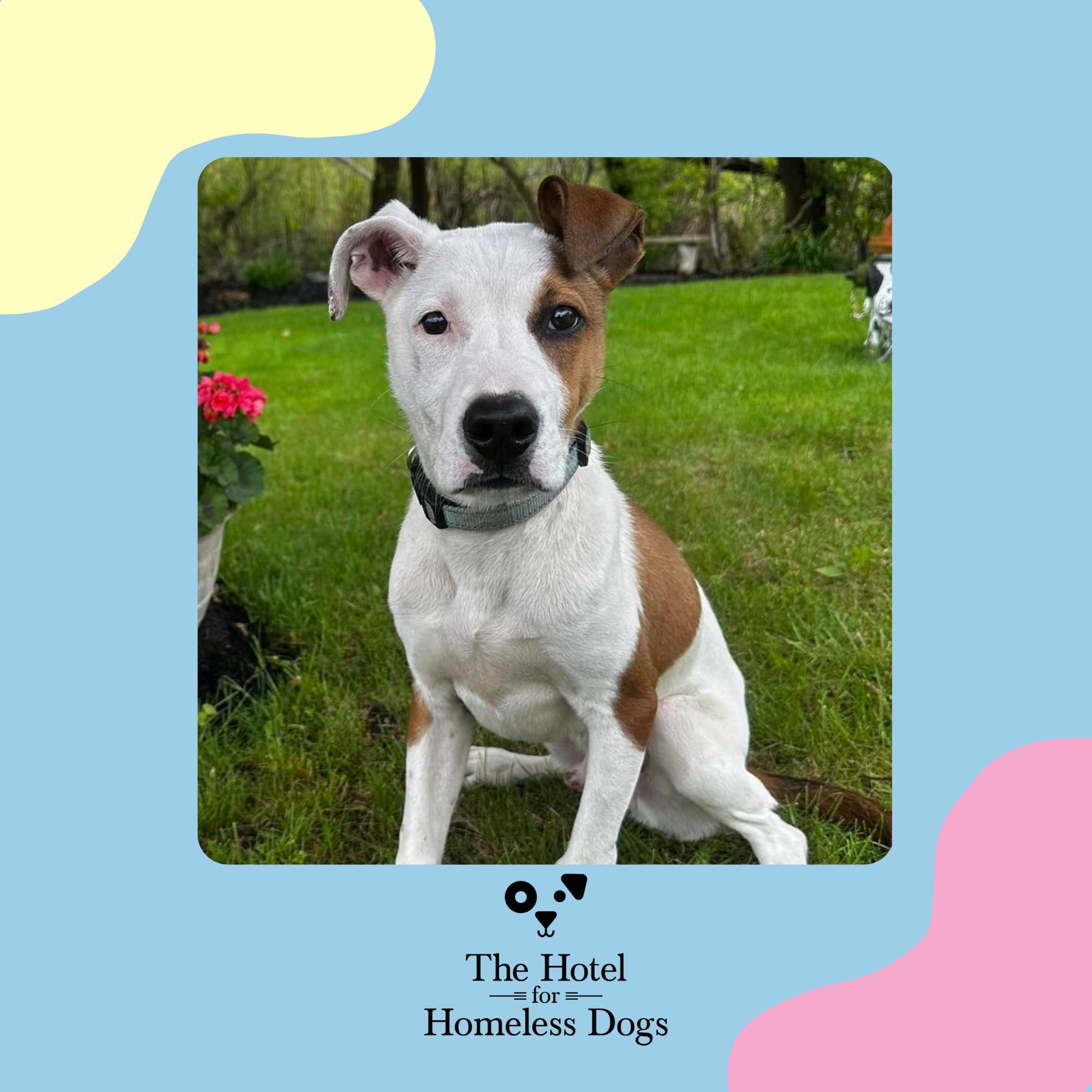 Dog for adoption - Teddy, a Jack Russell Terrier Mix in Cumberland, RI ...