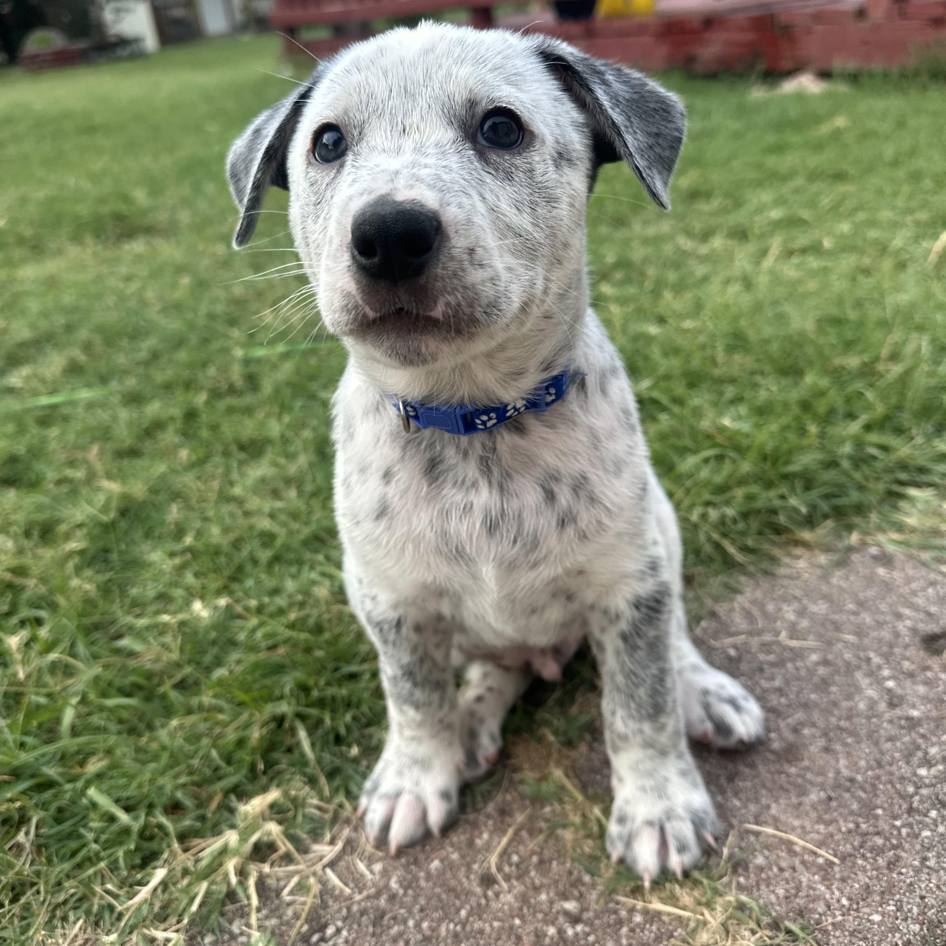 Dog for adoption - Spot, an Australian Cattle Dog / Blue Heeler & Boxer ...