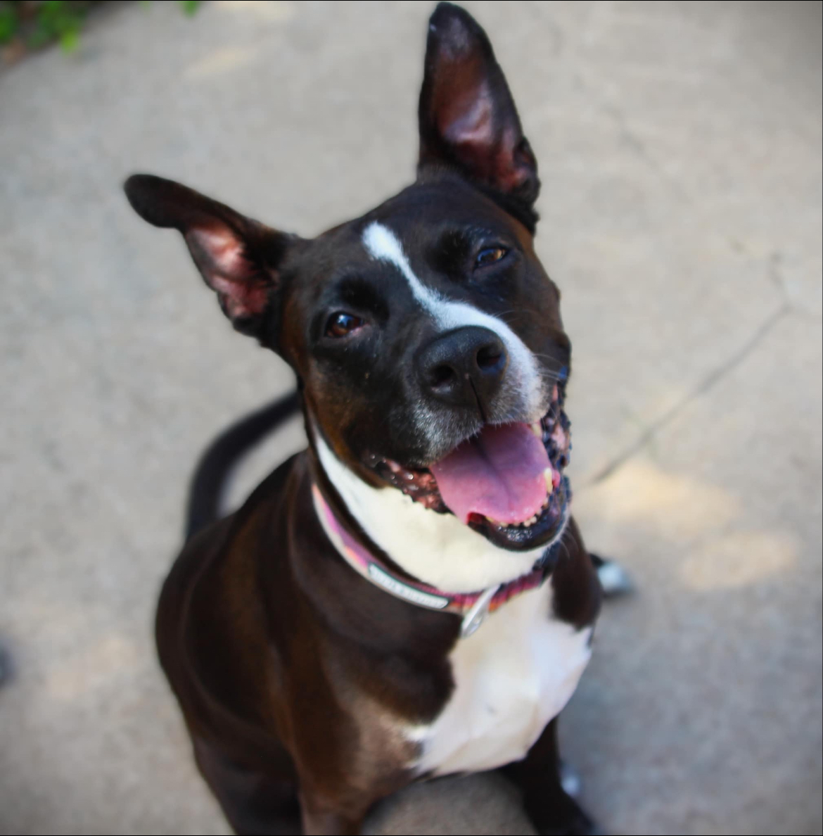 Dog for adoption - Louise, a Pit Bull Terrier in Renton, WA | Petfinder