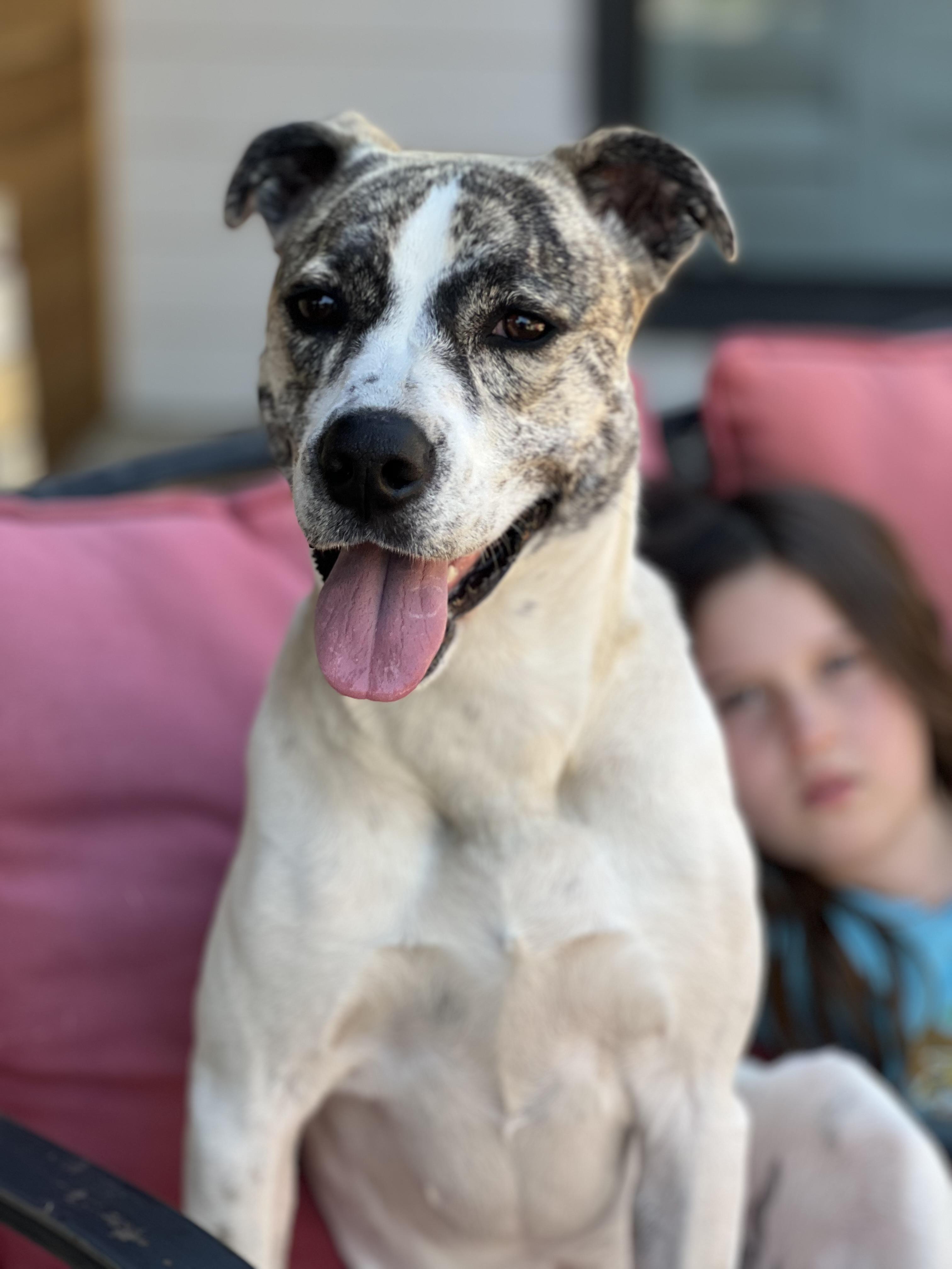 Dog for adoption - Greta, a Mixed Breed in Hermiston, OR | Petfinder