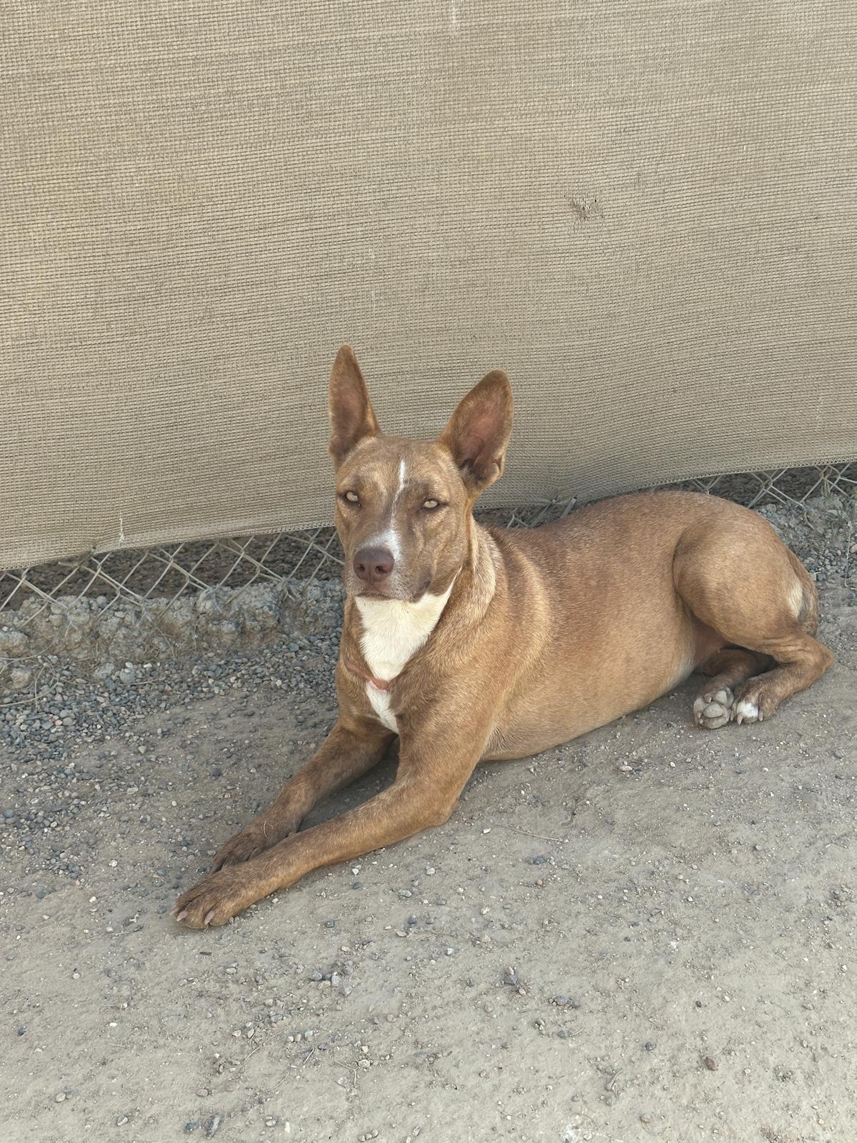 Dog for adoption - Sienna, a Mixed Breed in Portland, OR | Petfinder