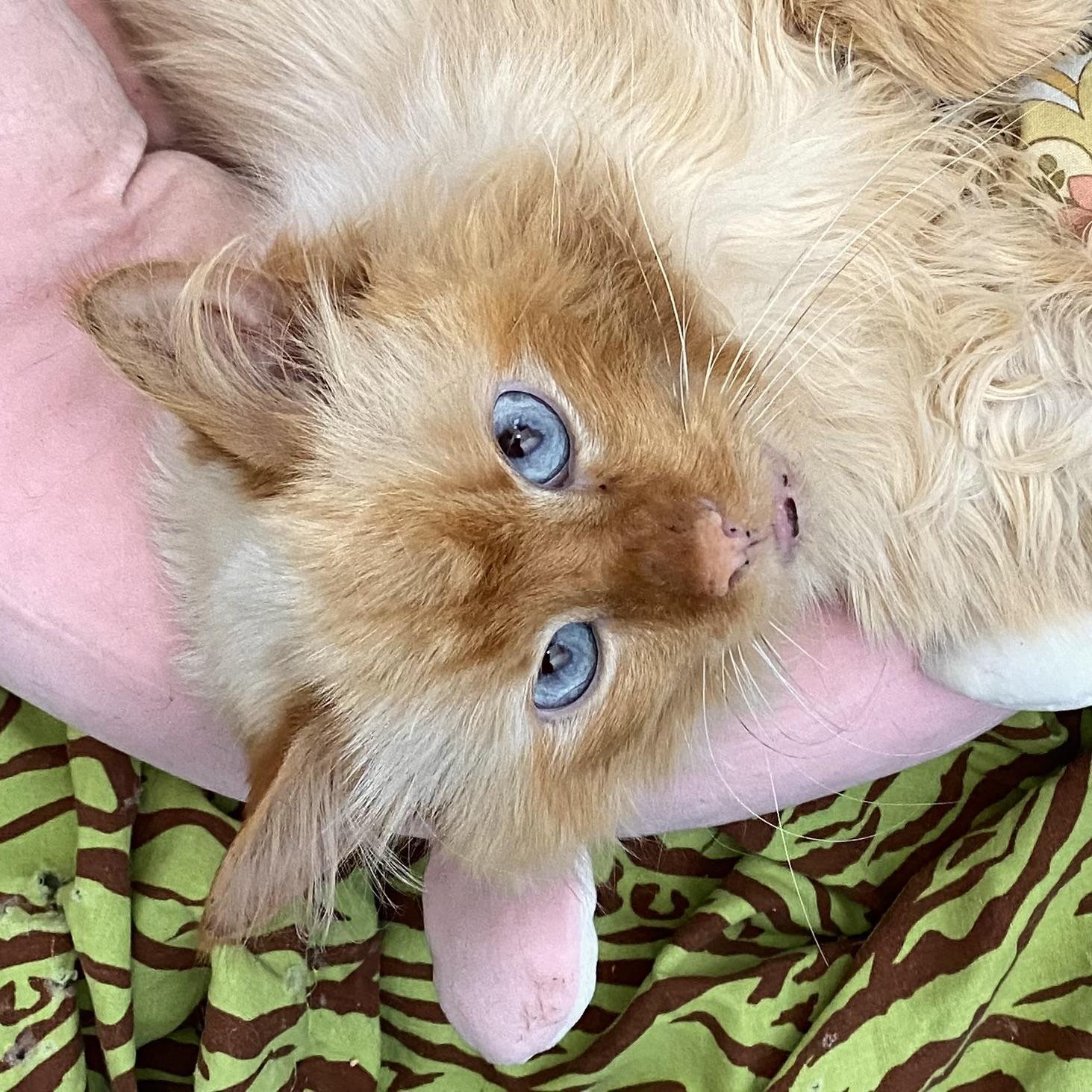 Cat for adoption - Mochi, a Siamese & Domestic Long Hair Mix in Akron ...