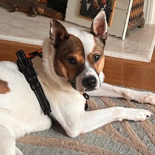 Dog for adoption - Loki, a Feist Mix in West Chester, PA | Petfinder