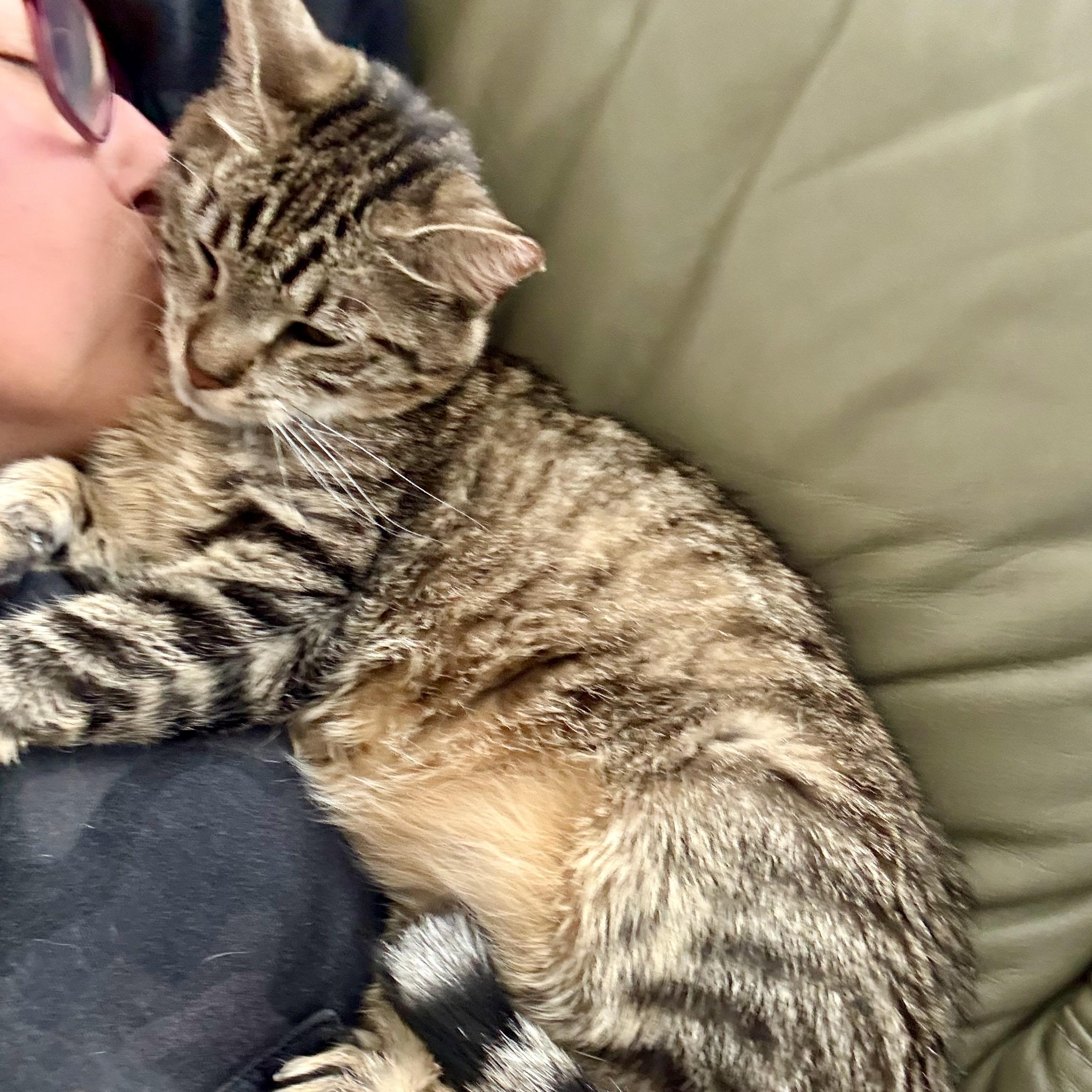 Cat for adoption - SalSal, a Domestic Short Hair & Tabby Mix in ...