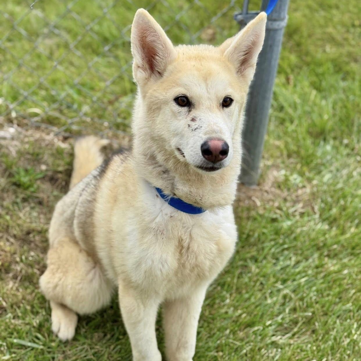 Dog for adoption - Rocko, a Husky Mix in Battle Creek, MI | Petfinder