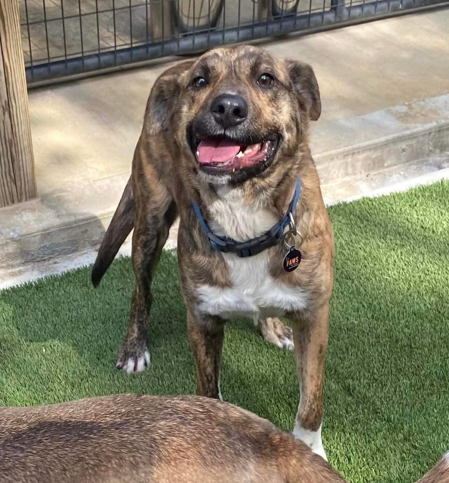 Available Dogs - The A.R.K - Animal Recycling Kennel