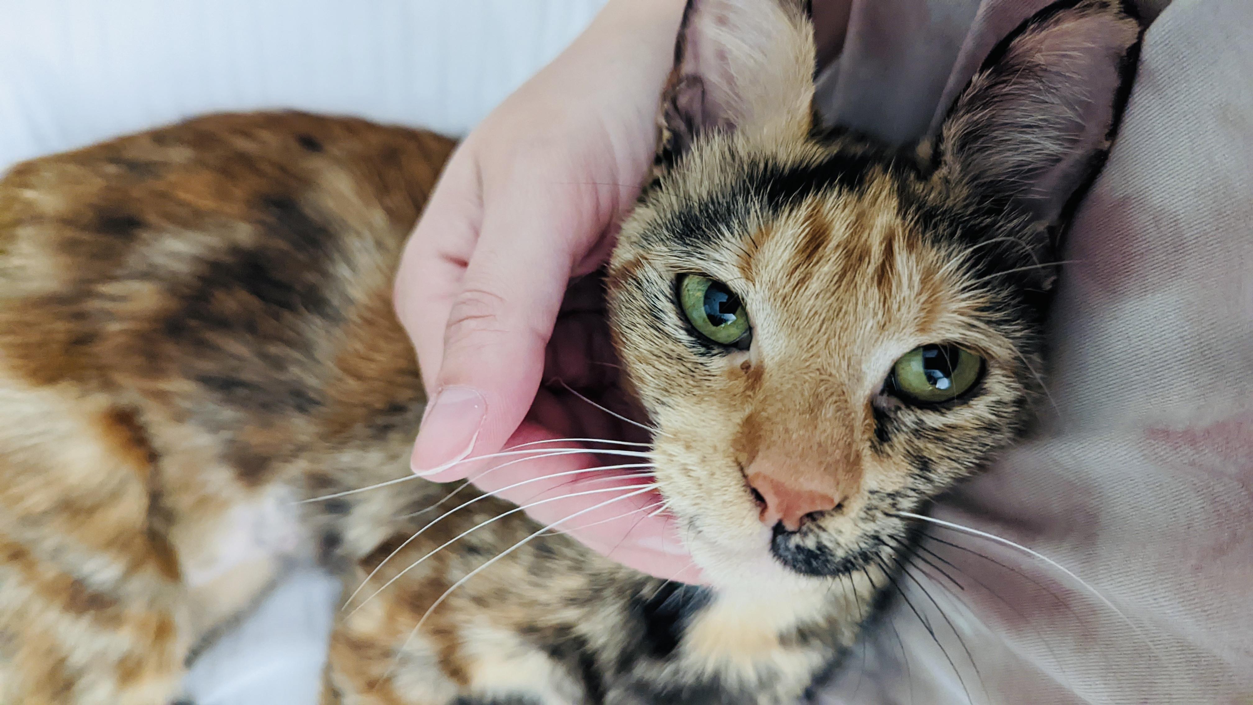 Cat for adoption - Moxy, a Domestic Short Hair in Glastonbury, CT ...