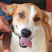 Dog for adoption - Cheerio Jasmine, a Labrador Retriever & Collie Mix ...