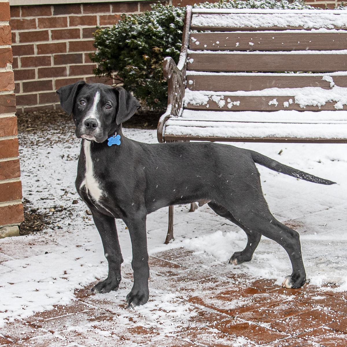 Dog for adoption - Jet, a Labrador Retriever Mix in Arlington Heights ...