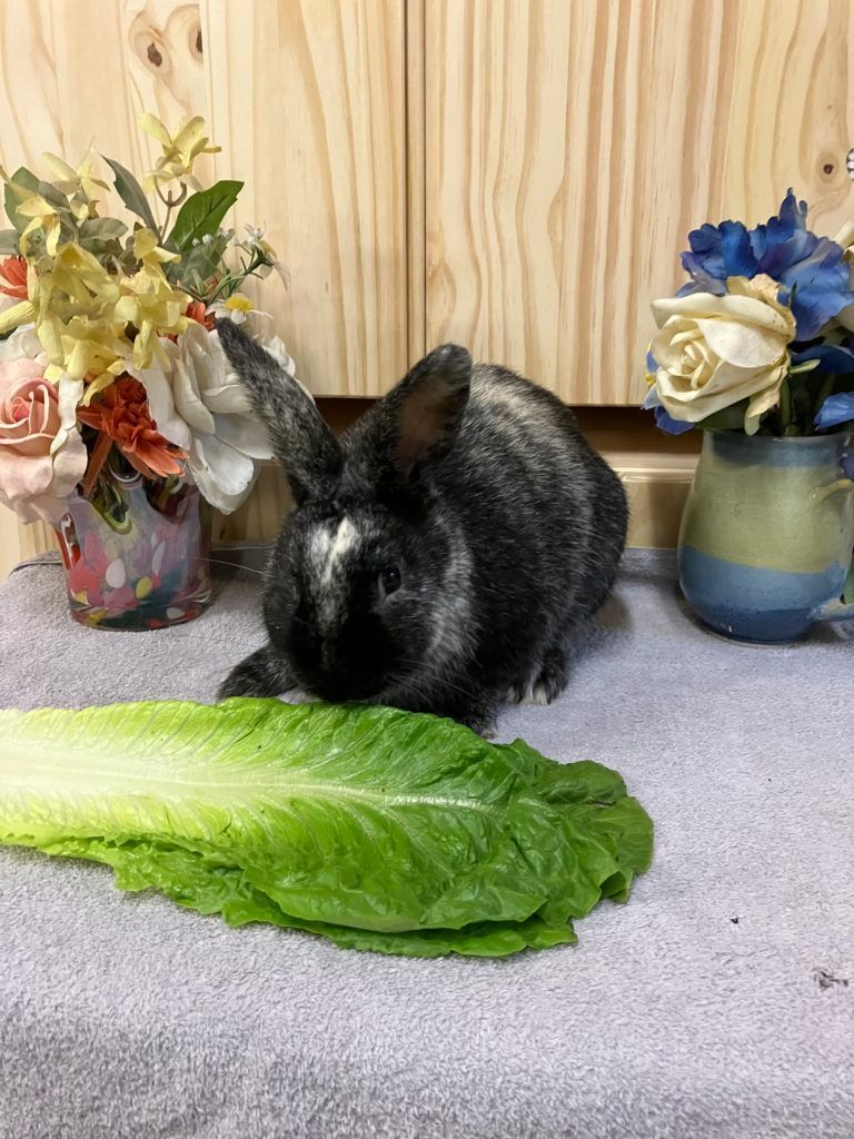 Rabbit for adoption - Rolo (Vancouver), a Harlequin Mix in Vancouver ...