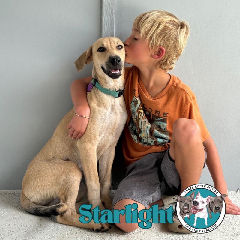 Dog for adoption - Starlight Sedona the Dog Kid Cat Friendly Pup, a ...