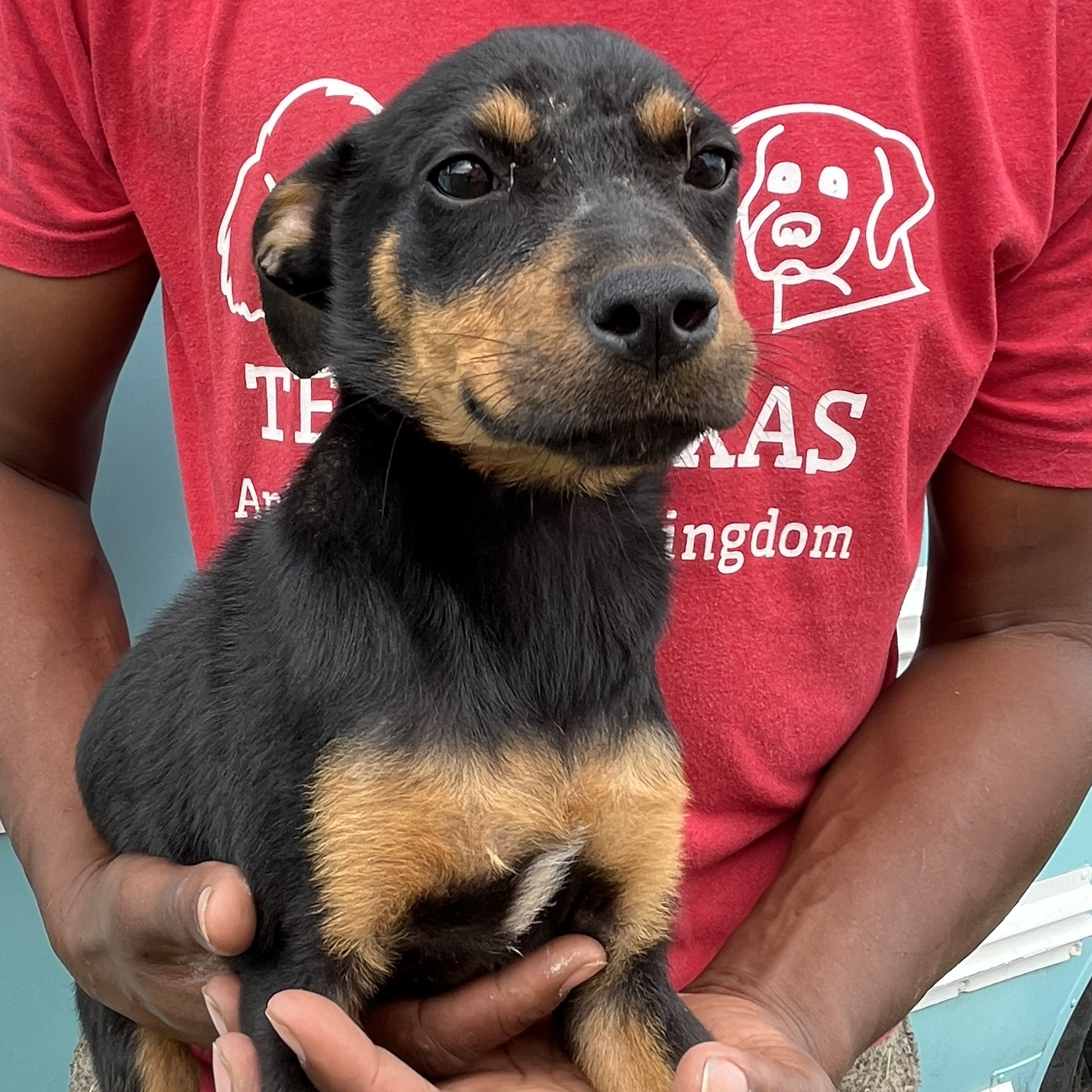 Dog for adoption - Stella - Local Jan 24-26, a Labrador Retriever ...