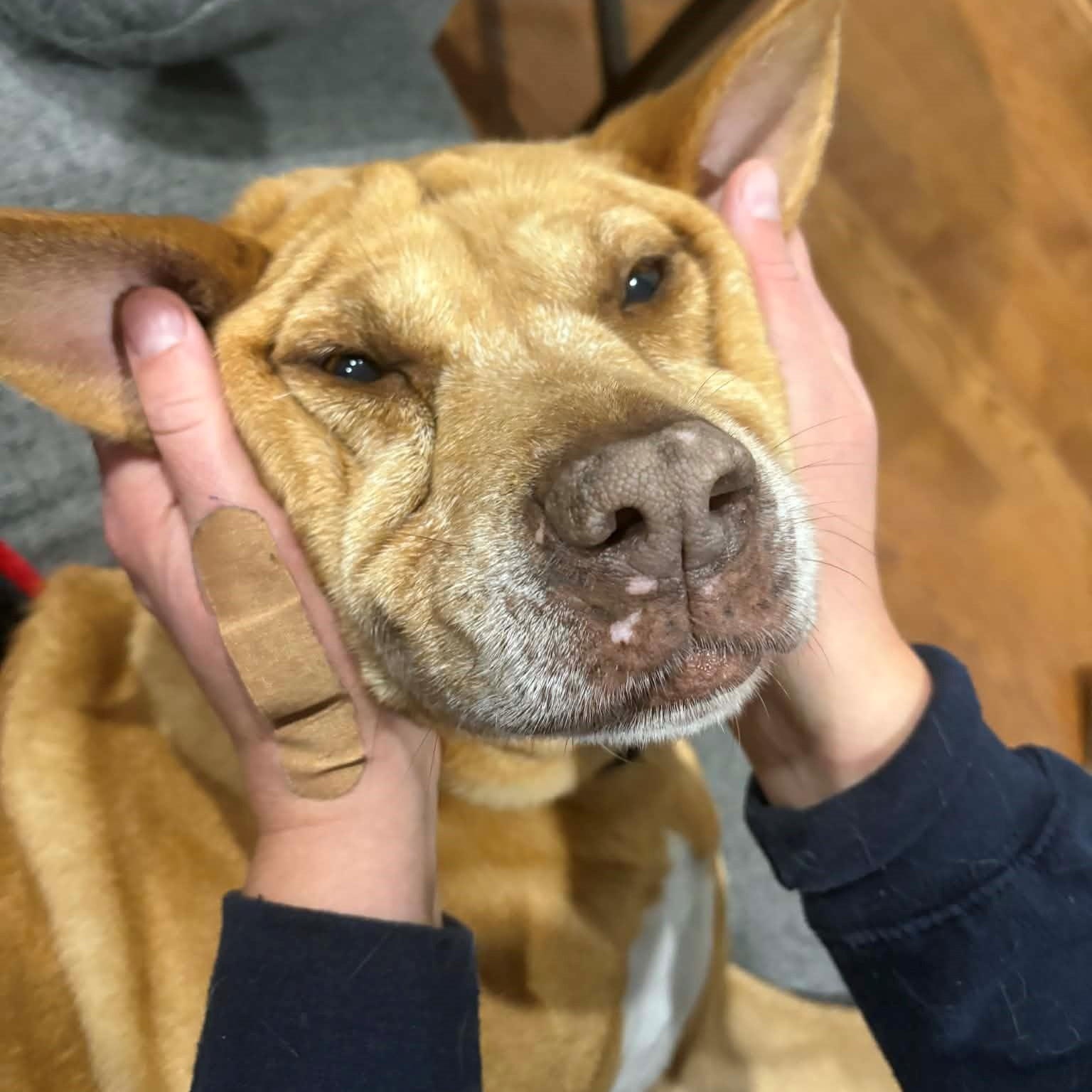 Mable - Adoptable Pet | Petfinder | Petfinder