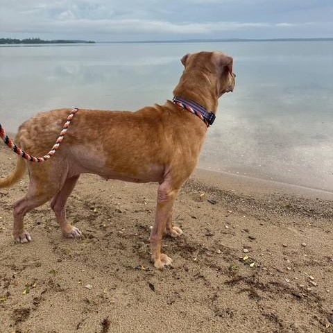 Mable - Adoptable Pet | Petfinder | Petfinder