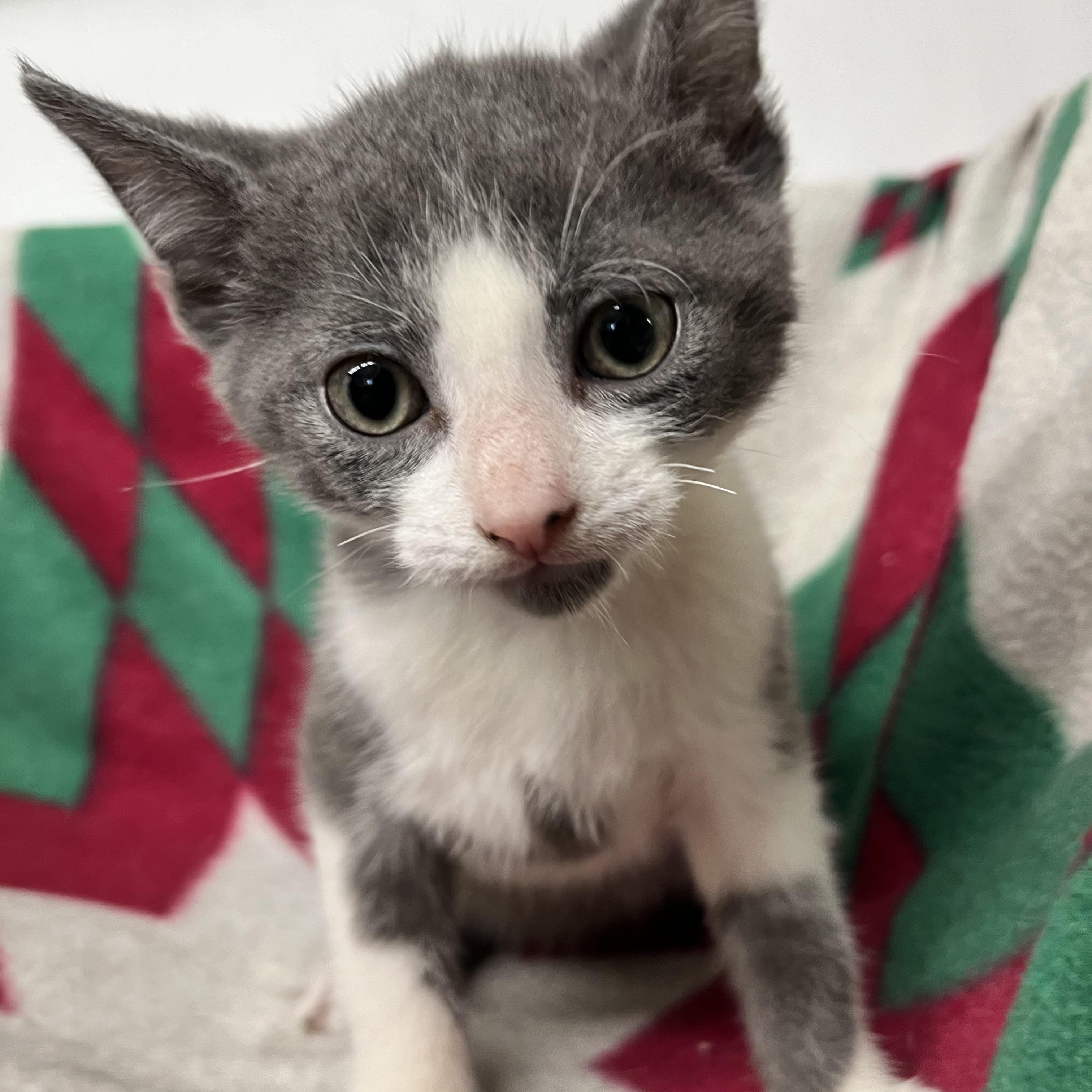 Cat for adoption - Kitten 1*PENDING*, a Domestic Short Hair in ...