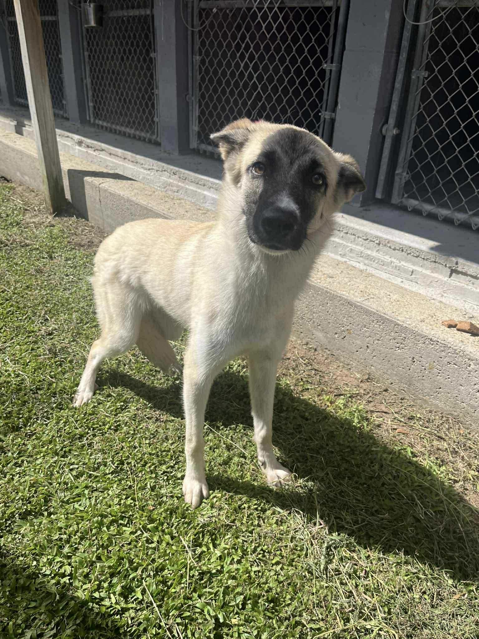 Dog for adoption - WANDA GS, a German Shepherd Dog & Husky Mix in ...