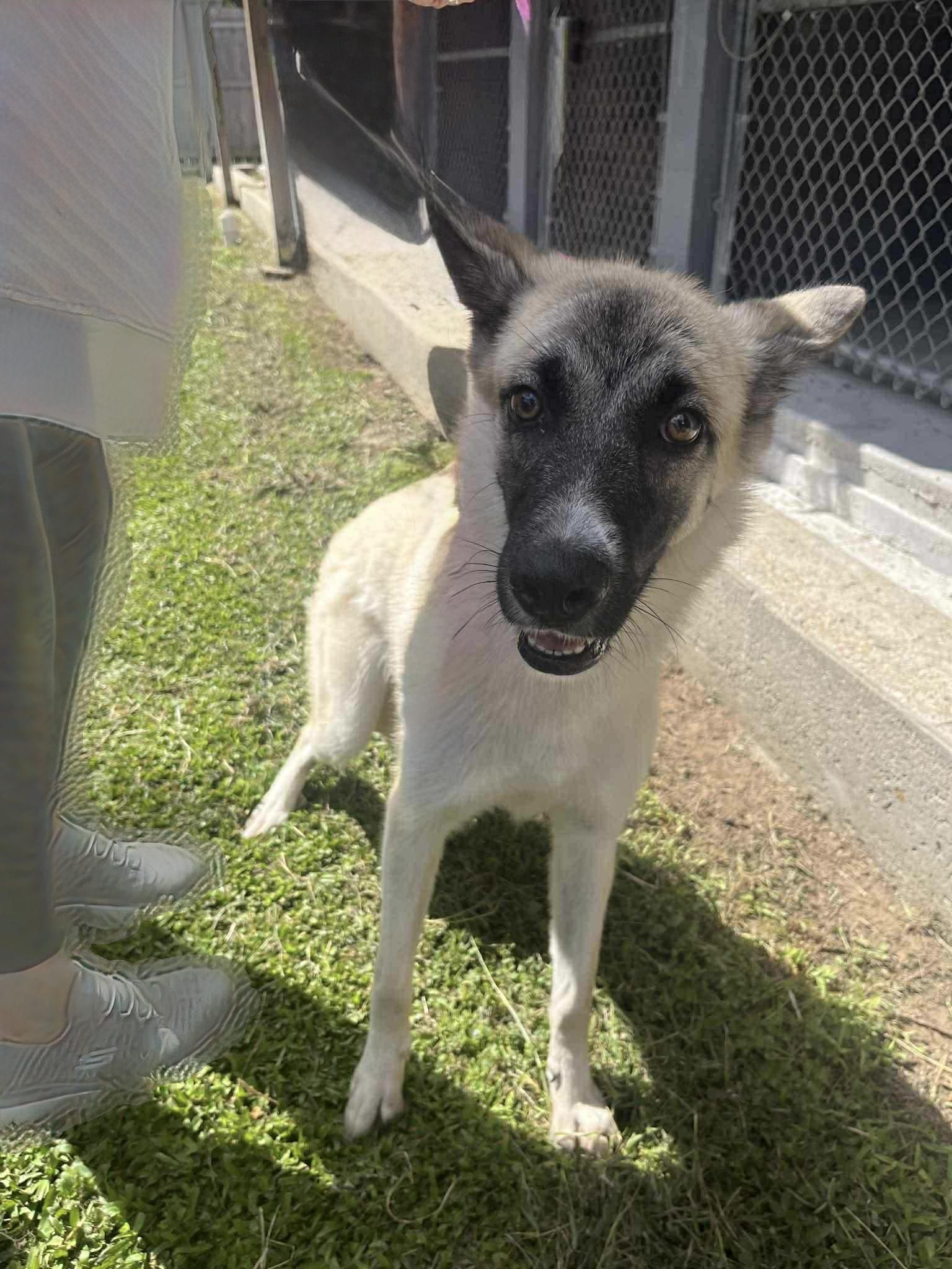 Dog for adoption - WANDA GS, a German Shepherd Dog & Husky Mix in ...