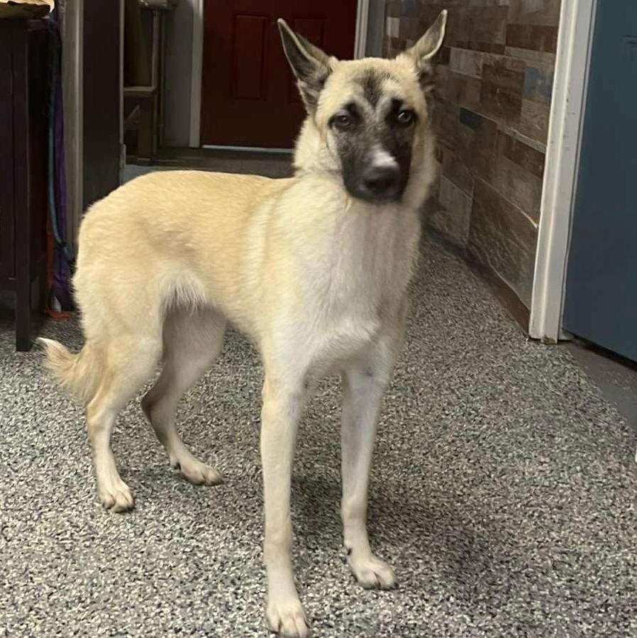 Dog for adoption - WANDA GS, a German Shepherd Dog & Husky Mix in ...